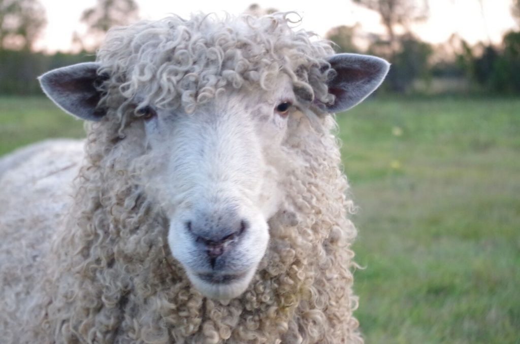 The Lincoln Longwool Sheep - Countryside